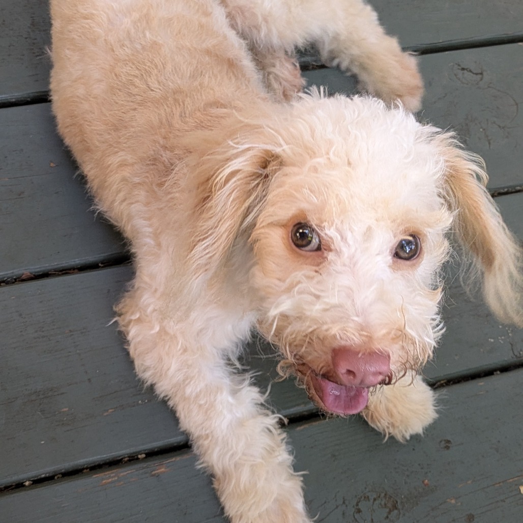 Vesir is available for adoption at Saving Grace Animals for Adoption