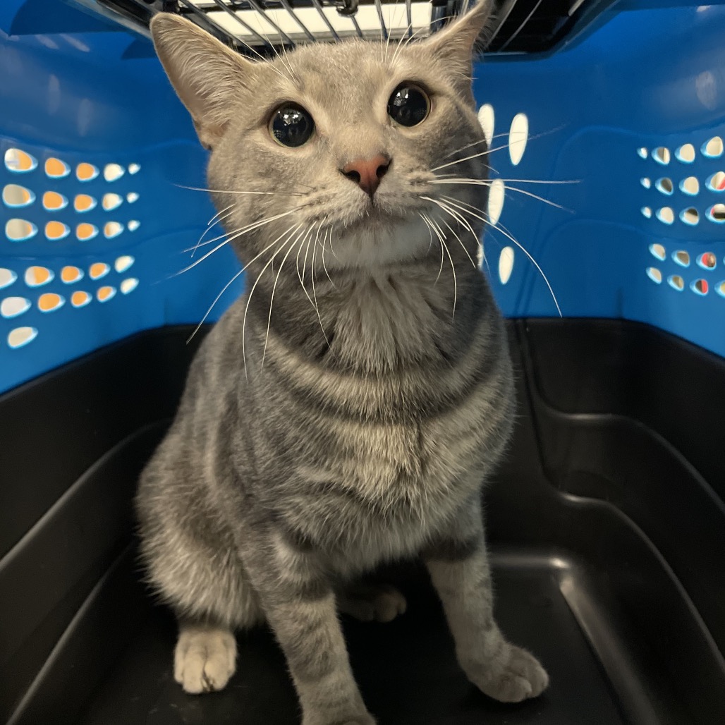 PGH-Stray-117401 - Humane Animal Rescue