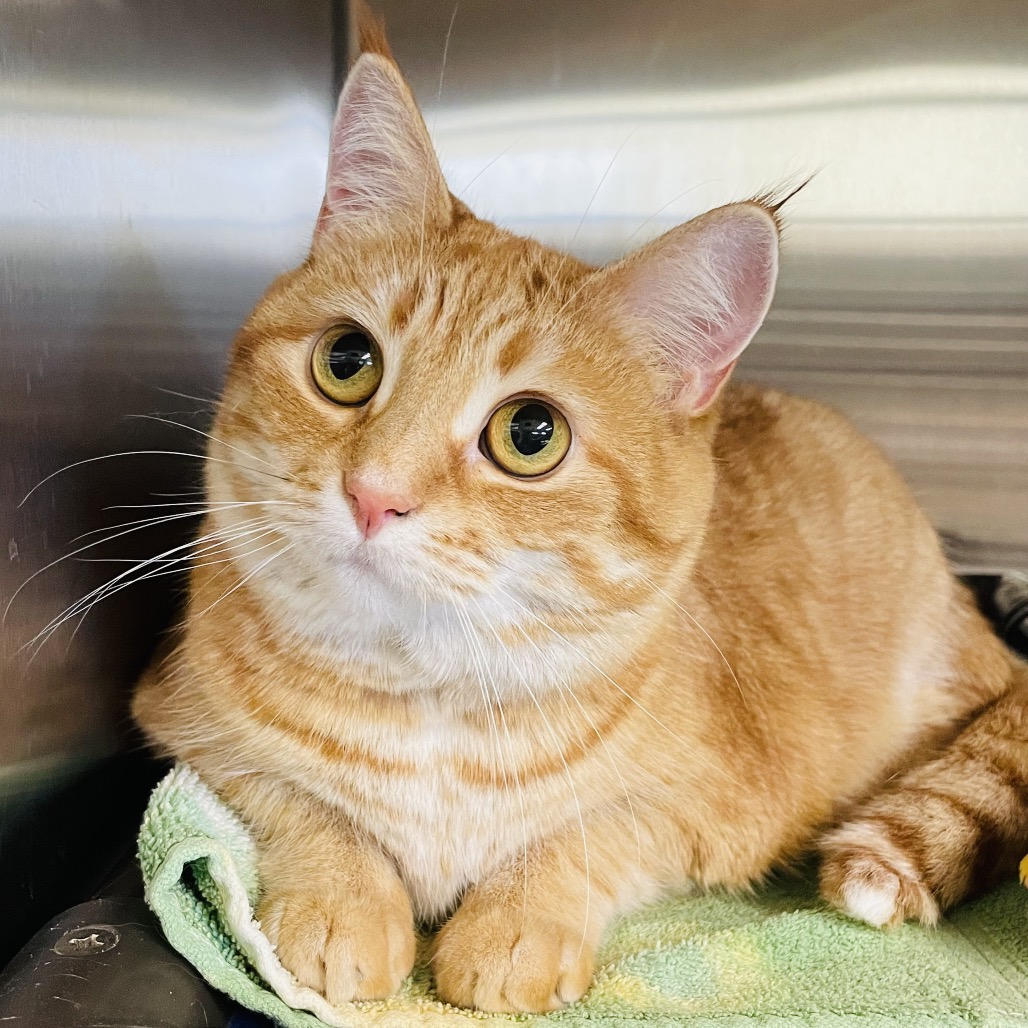 Ginger is available for adoption at Animal Rescue Friends