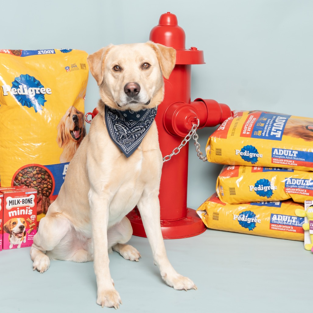 ADOPT A PET | WEST VALLEY HUMANE SOCIETY