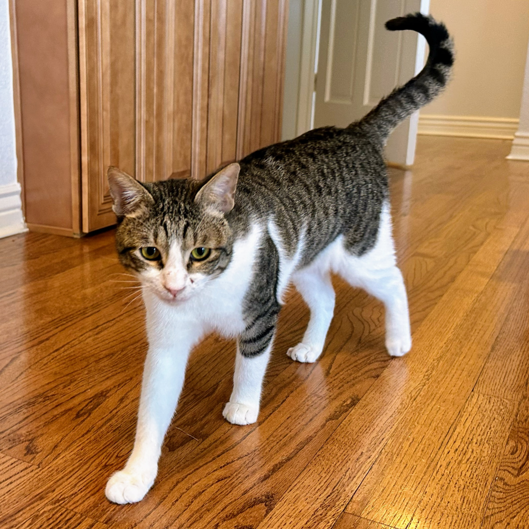 Theo Kuwait is available for adoption at Rocky Mountain Feline Rescue
