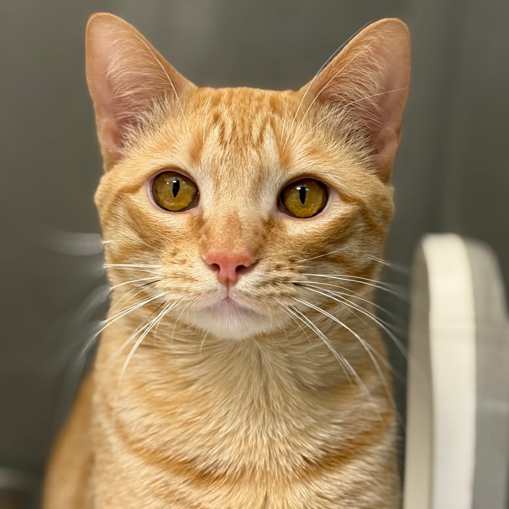 ICARUS is available for adoption at Nevada SPCA