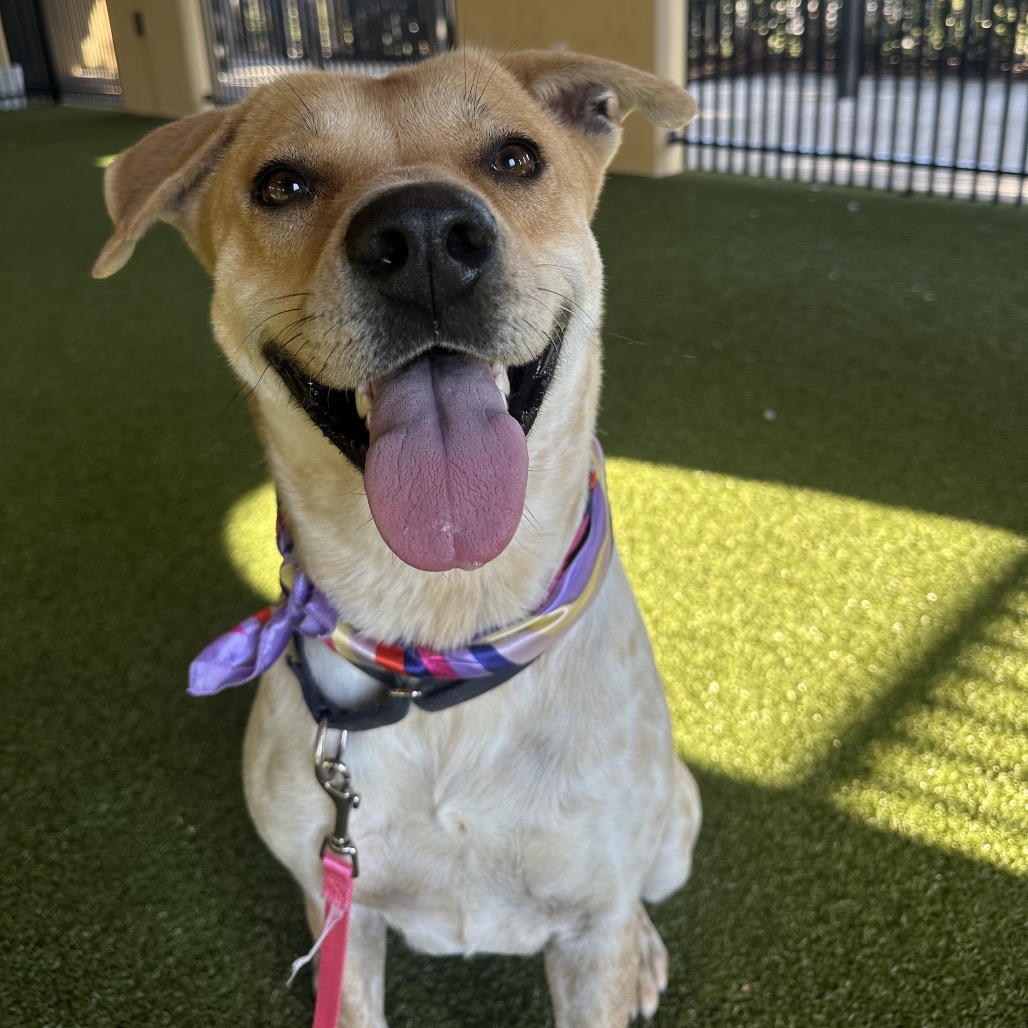 Foster | Start your fostering journey today and help save lives