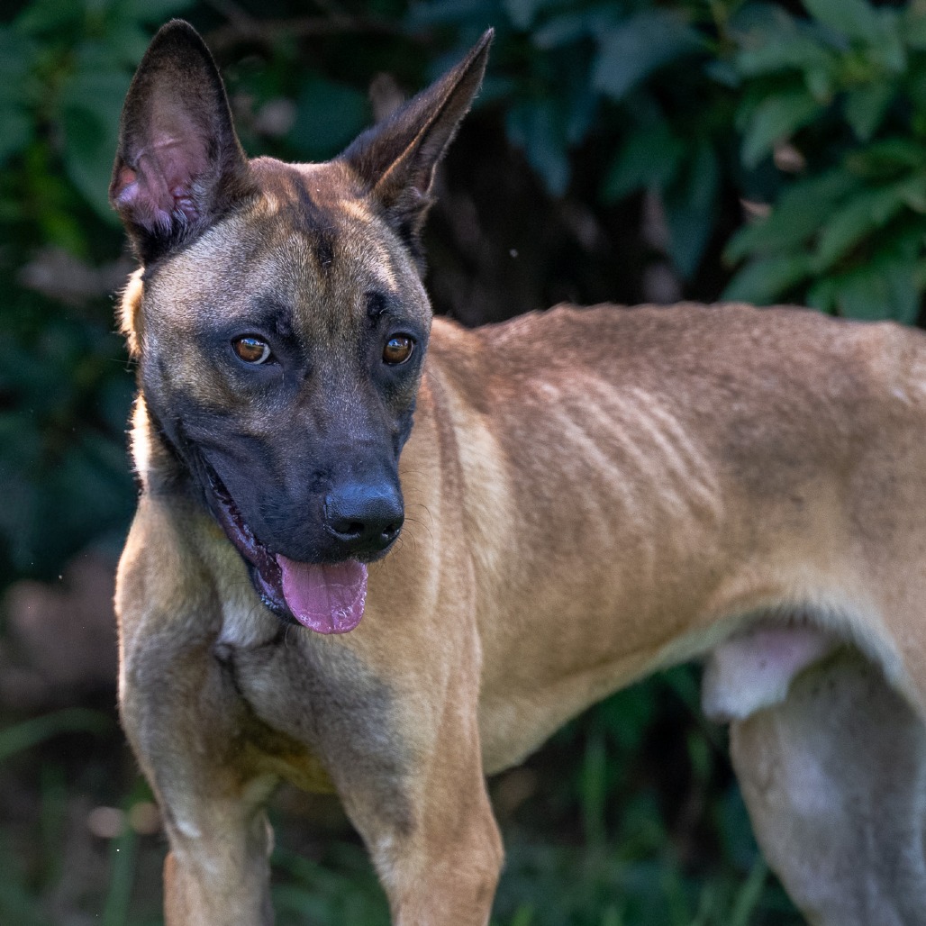 Luca - Phoenix Animal Rescue