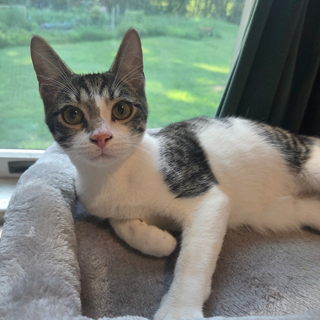 Oak is available for adoption at SOS Pet Rescue