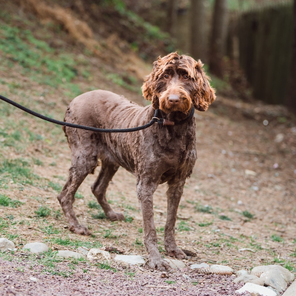 Sheila - Phoenix Animal Rescue