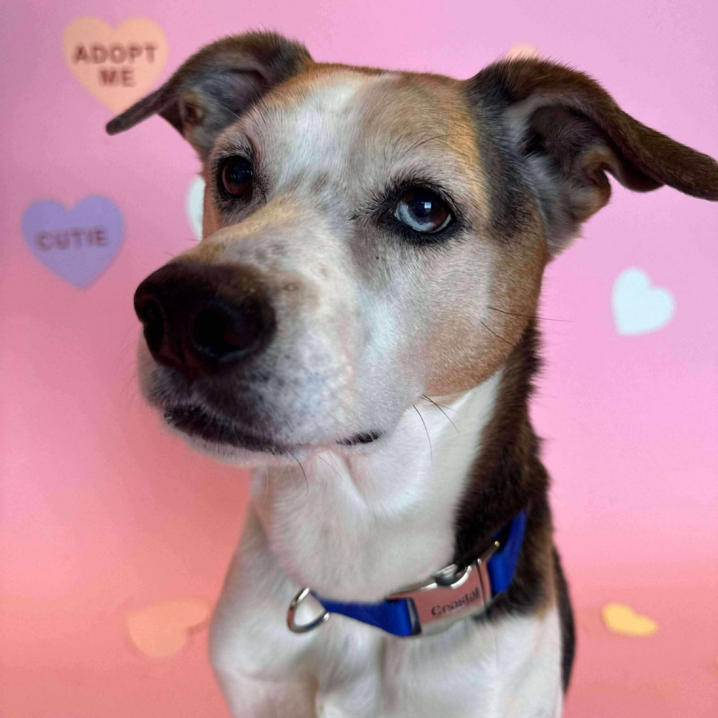 Howell is available for adoption at Columbia Second Chance