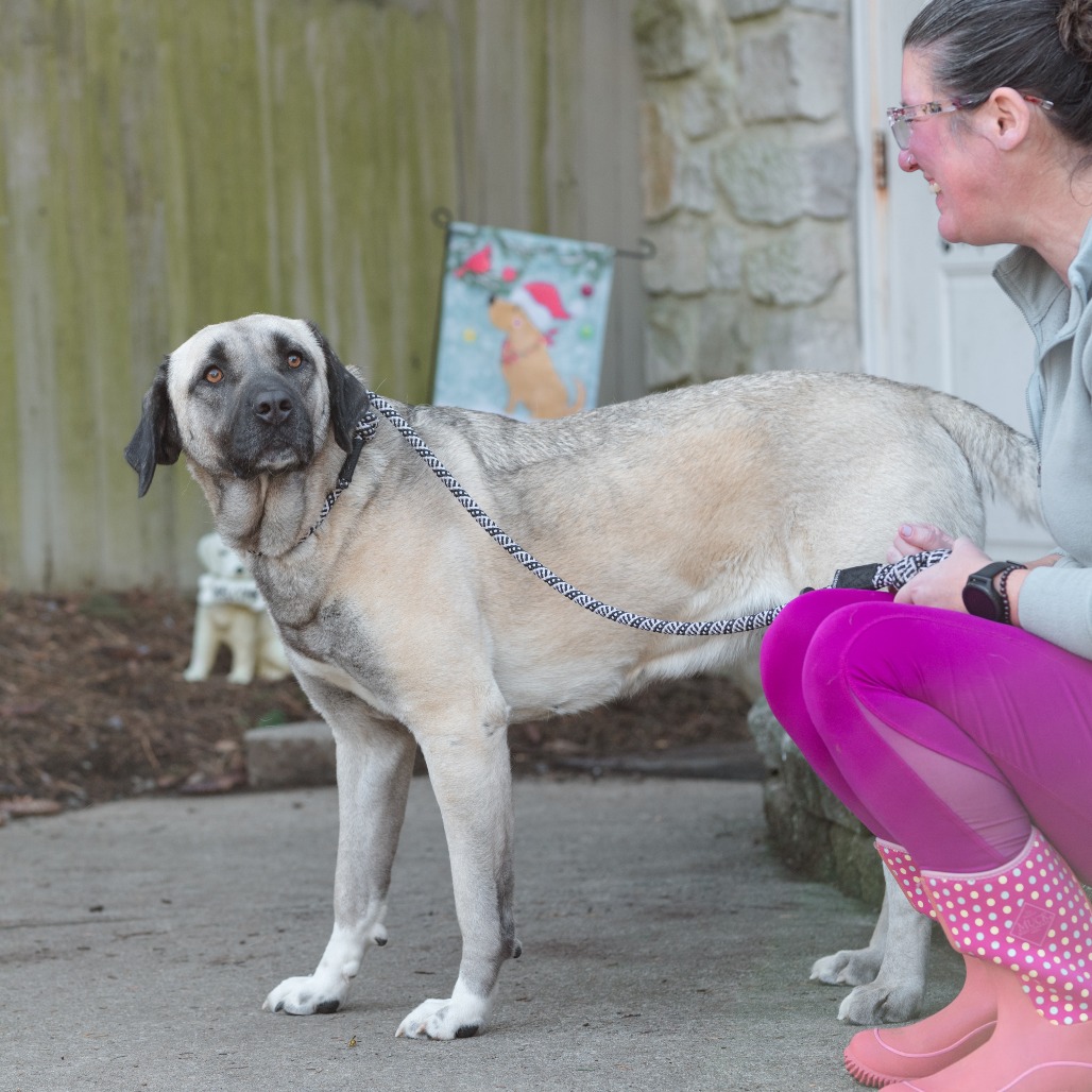 Peach - Phoenix Animal Rescue