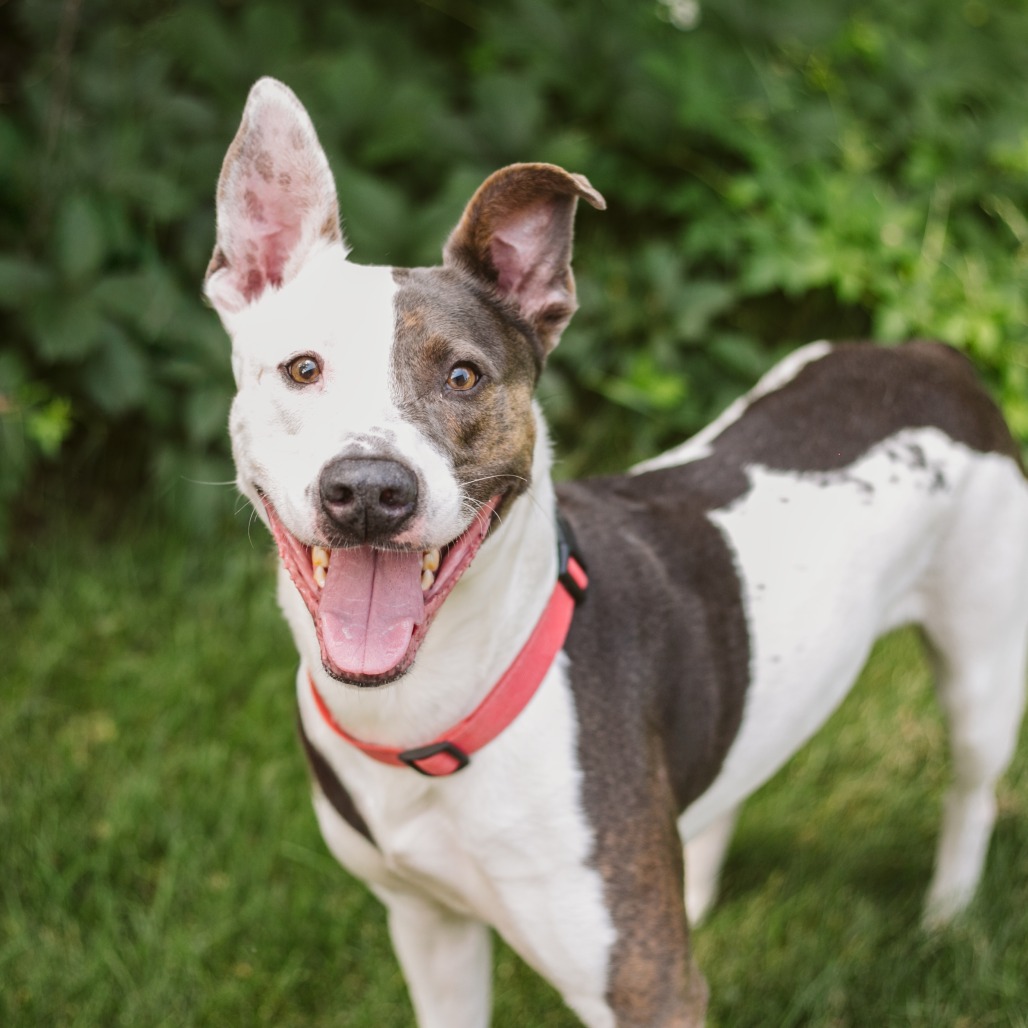 Junior is available for adoption at Humane Society of West Michigan