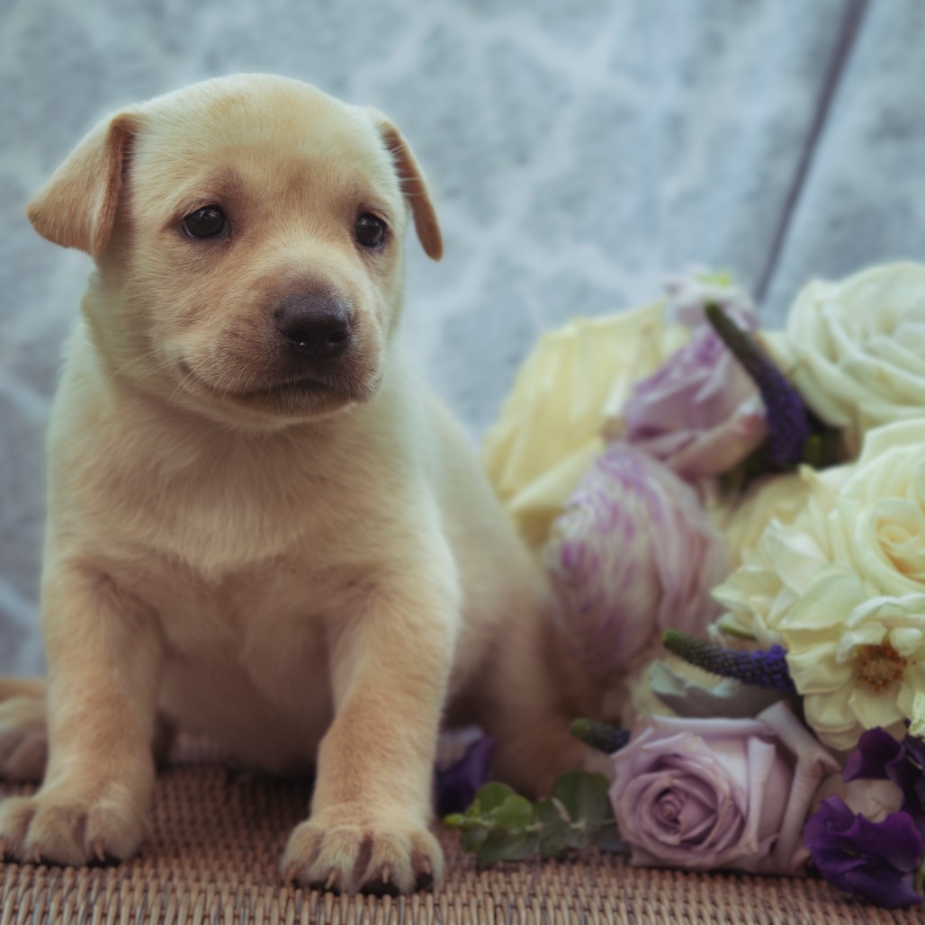 Adoptable Dogs - Rescue Network