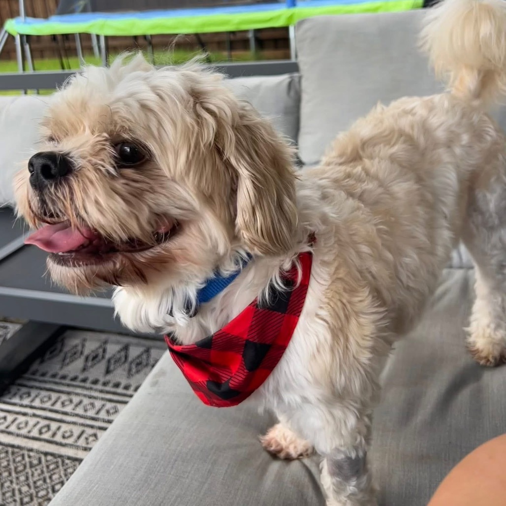 Mello B528 is available for adoption at Dallas Dog Rescue Rehab Reform