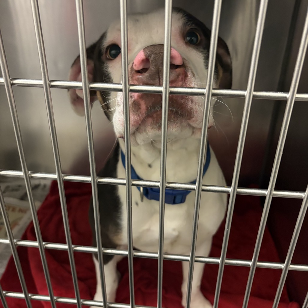 Spears - Humane Animal Rescue