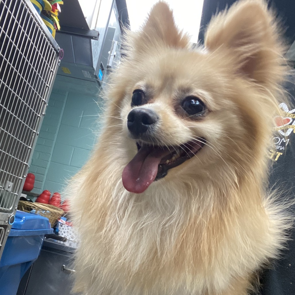 Romeo is available for adoption at Morris Animal Refuge