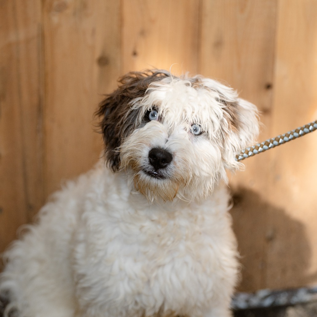 Patsy - Phoenix Animal Rescue