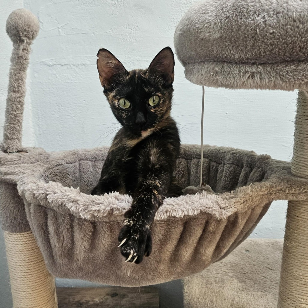 Greta is available for adoption at ACTion Programs for Animals