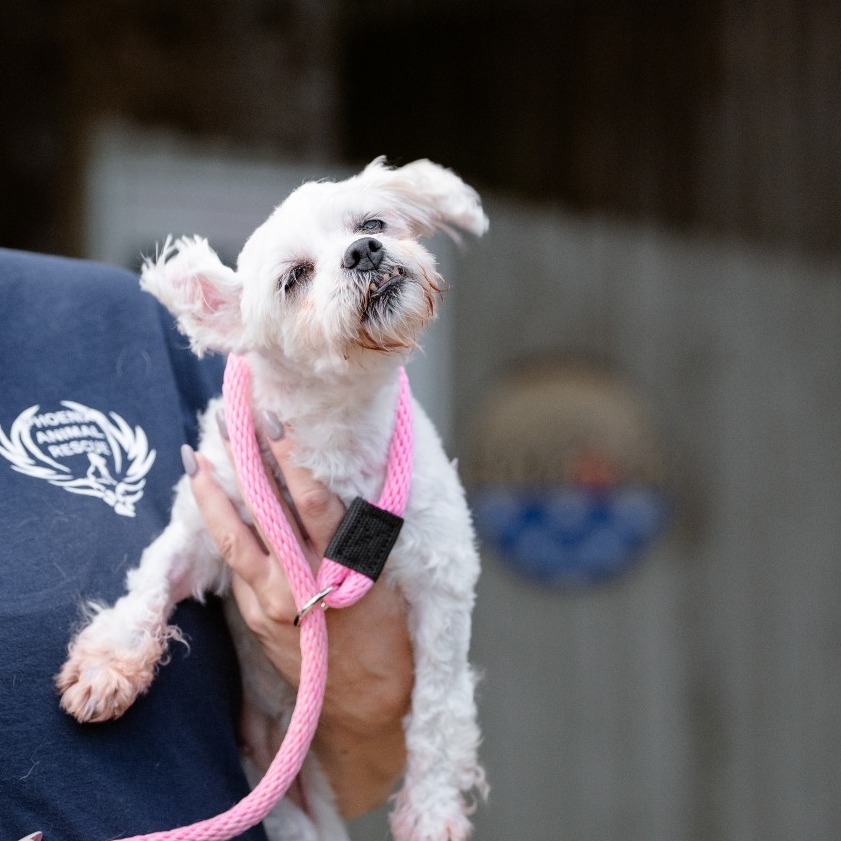 Cleo - Phoenix Animal Rescue