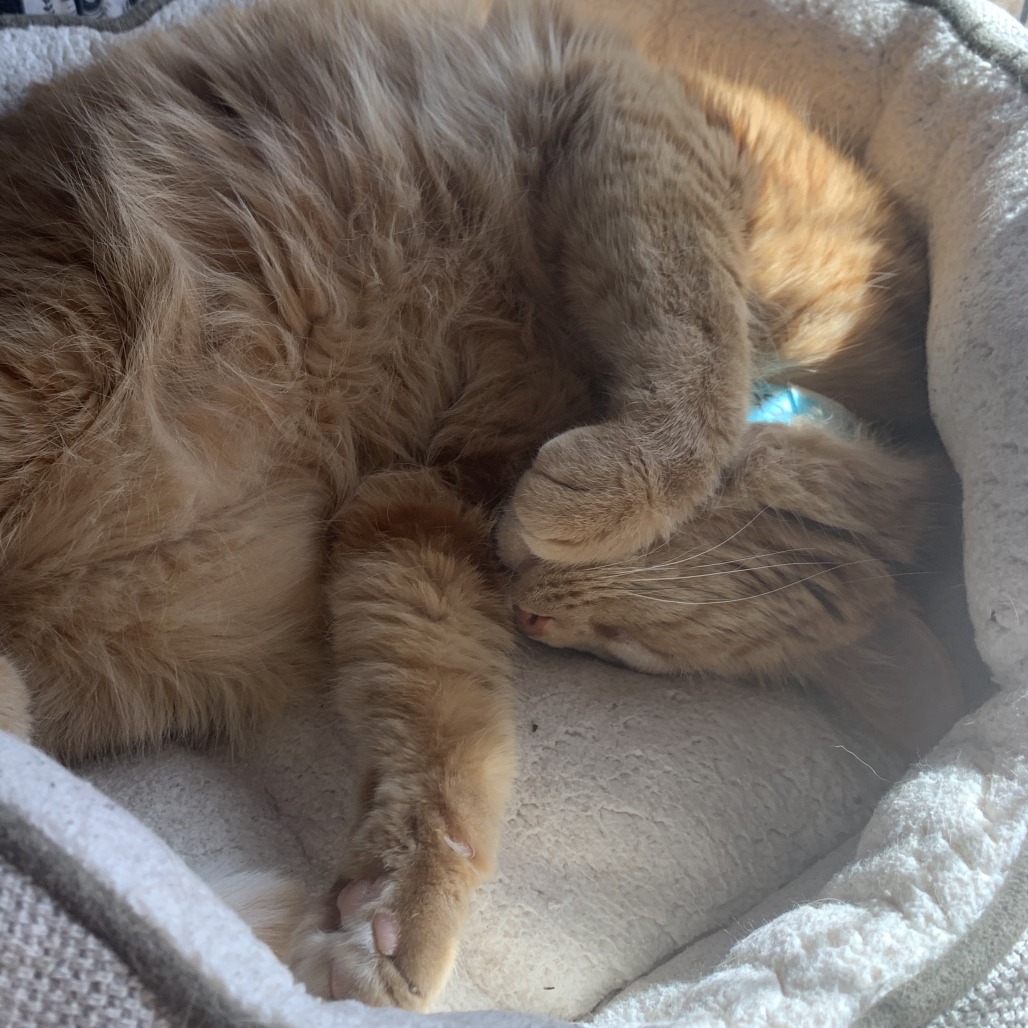 Sherbert is available for adoption at Tri-County Humane Society