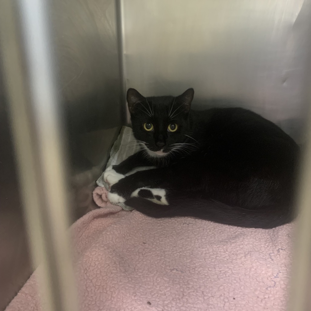 Pet: Miss Splinter at Peggy Adams Animal Rescue