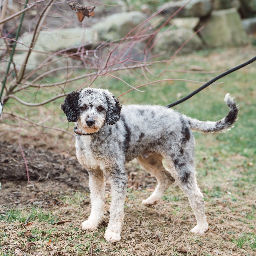 Stryker - Phoenix Animal Rescue