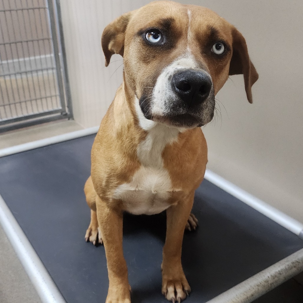 News - Lake County News,California