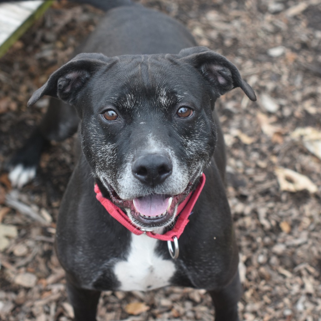 Adopt Dogs - Orphans of the Storm