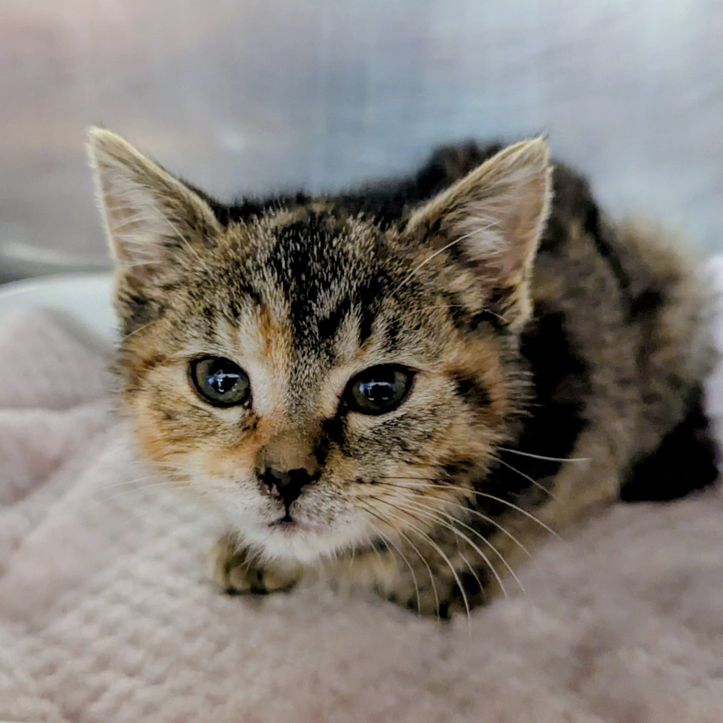 Harper is Available for Adoption at Union County Humane Society