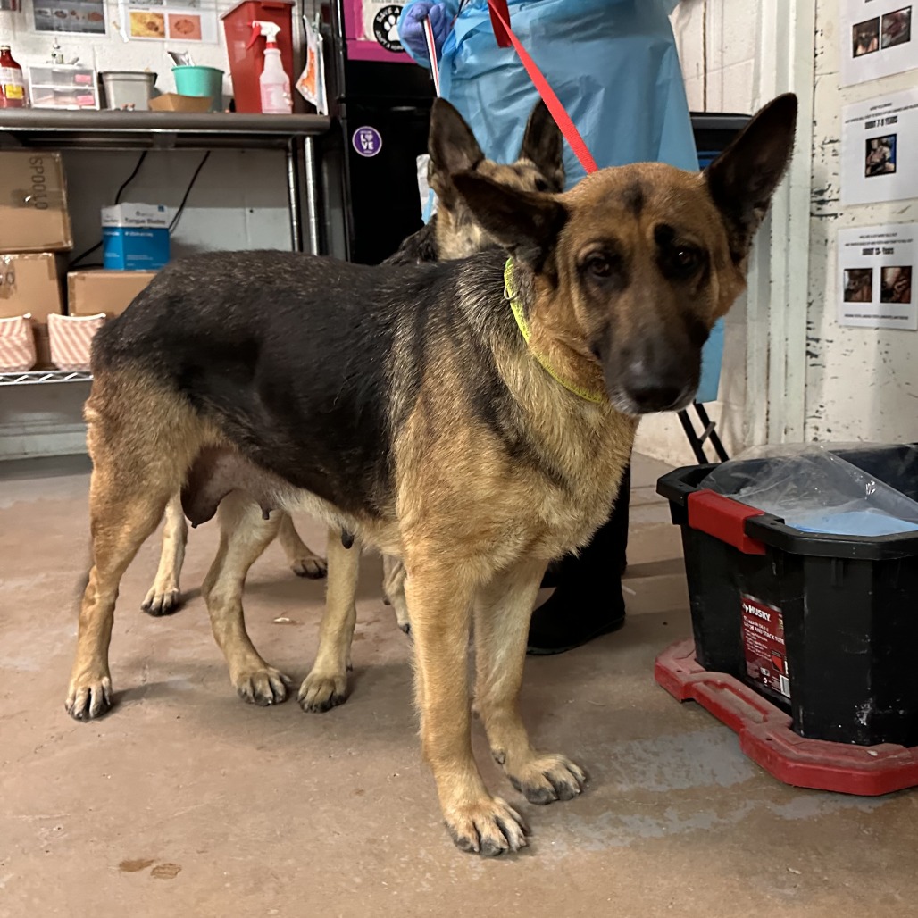 Princess Ayala is available for adoption at Palm Valley Animal Society