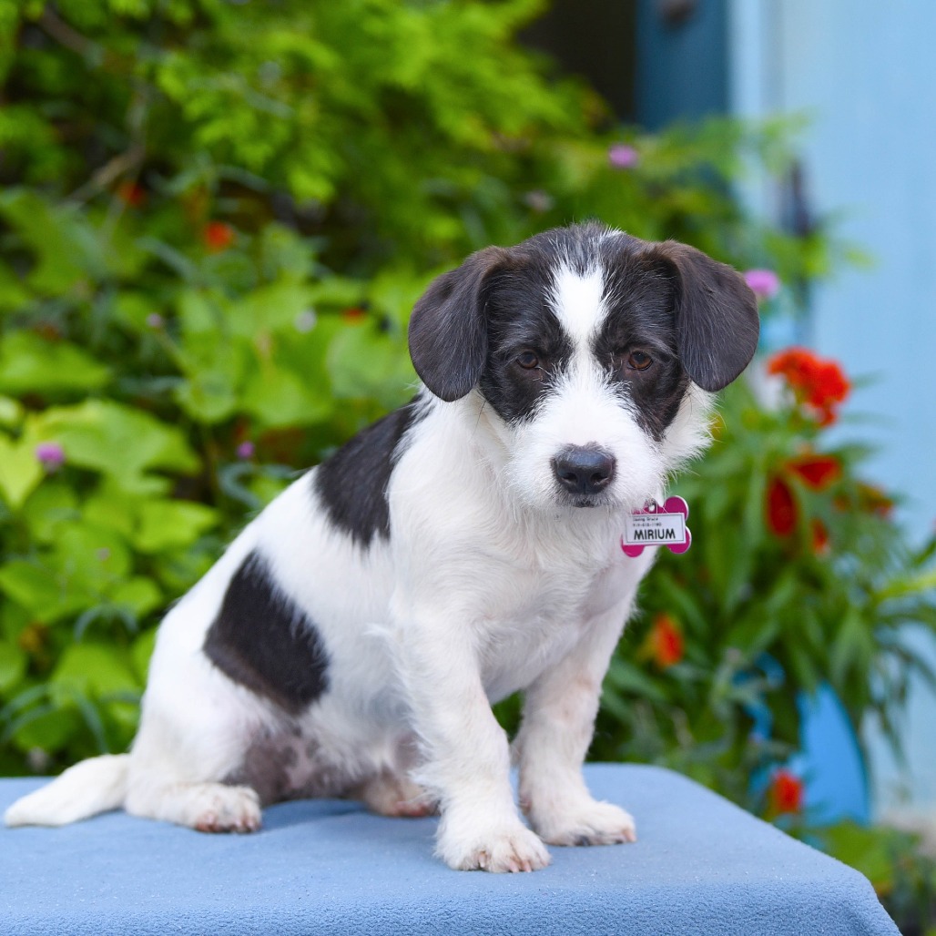 Mirium is available for adoption at Saving Grace Animals for Adoption