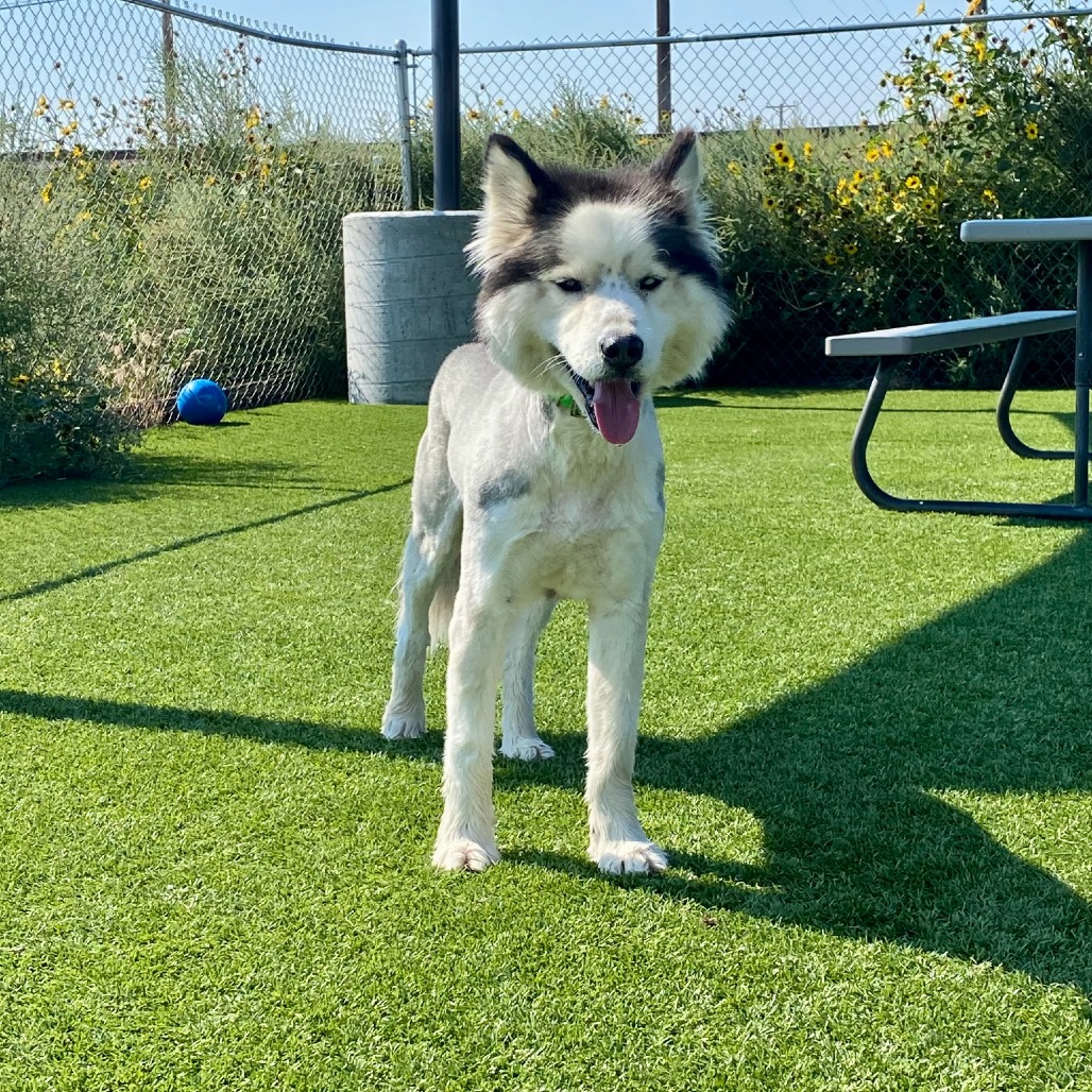 Fish is available for adoption at Snake River Animal Shelter