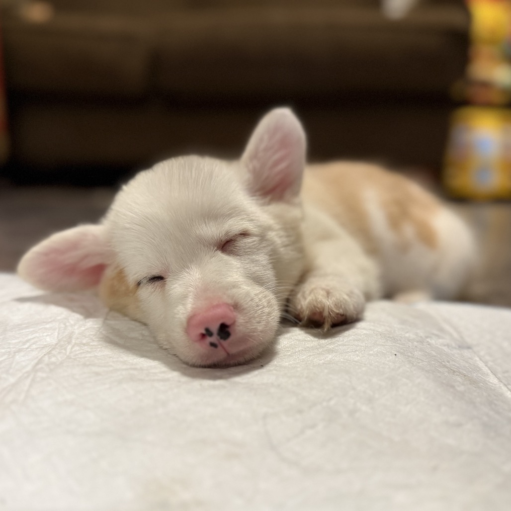 Weeble - Phoenix Animal Rescue