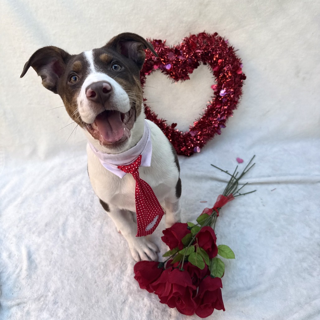 Adoptable – spcaLA