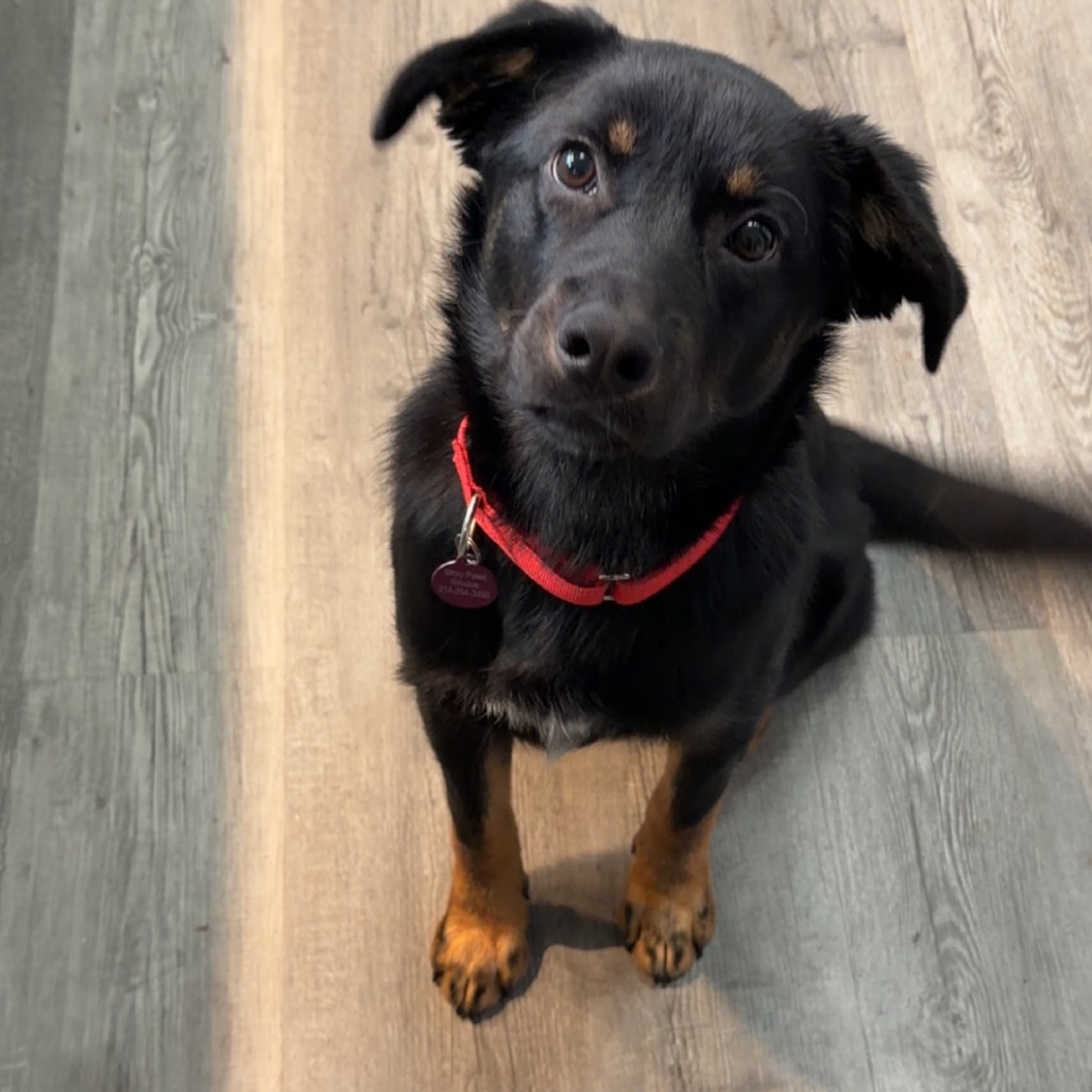 Adoptable Dogs - Stray Paws Rescue