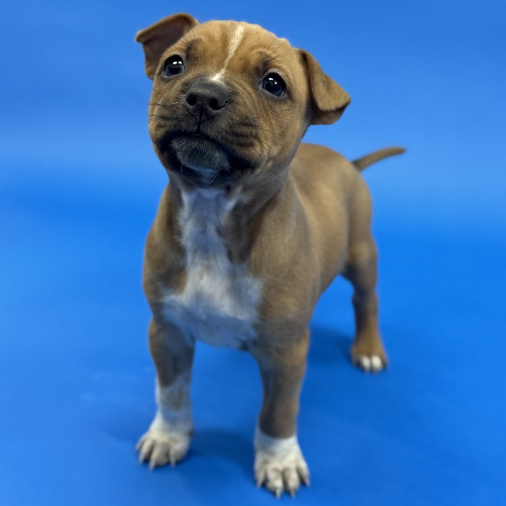 Chancie is available for adoption at Athens Animal Services