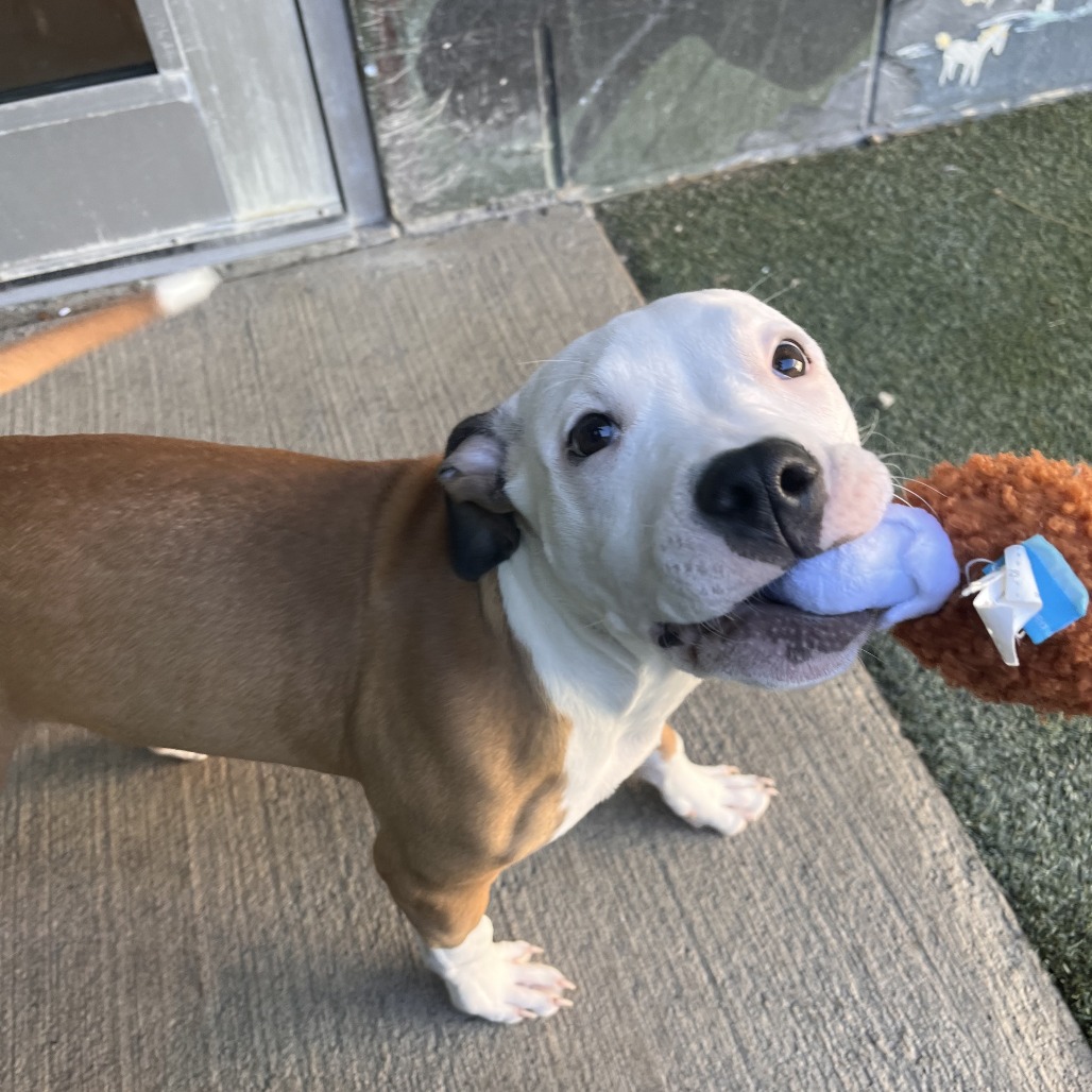 Lollypop Farm - Phoebe