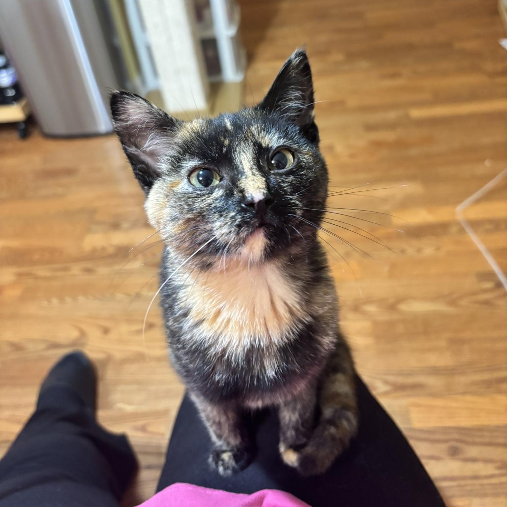 Chickabee is available for adoption at Cat's Cradle of the Shenandoah ...