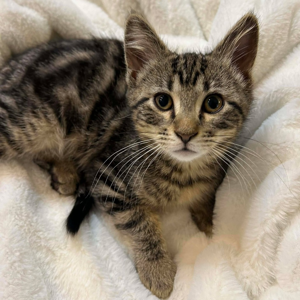 Purple Rupper is available for adoption at Celestial Zoo Pet Rescue