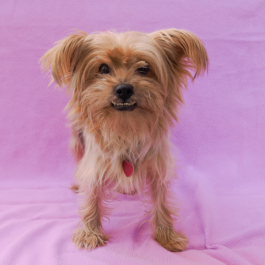 BROOKLYN is available for adoption at Milo Foundation
