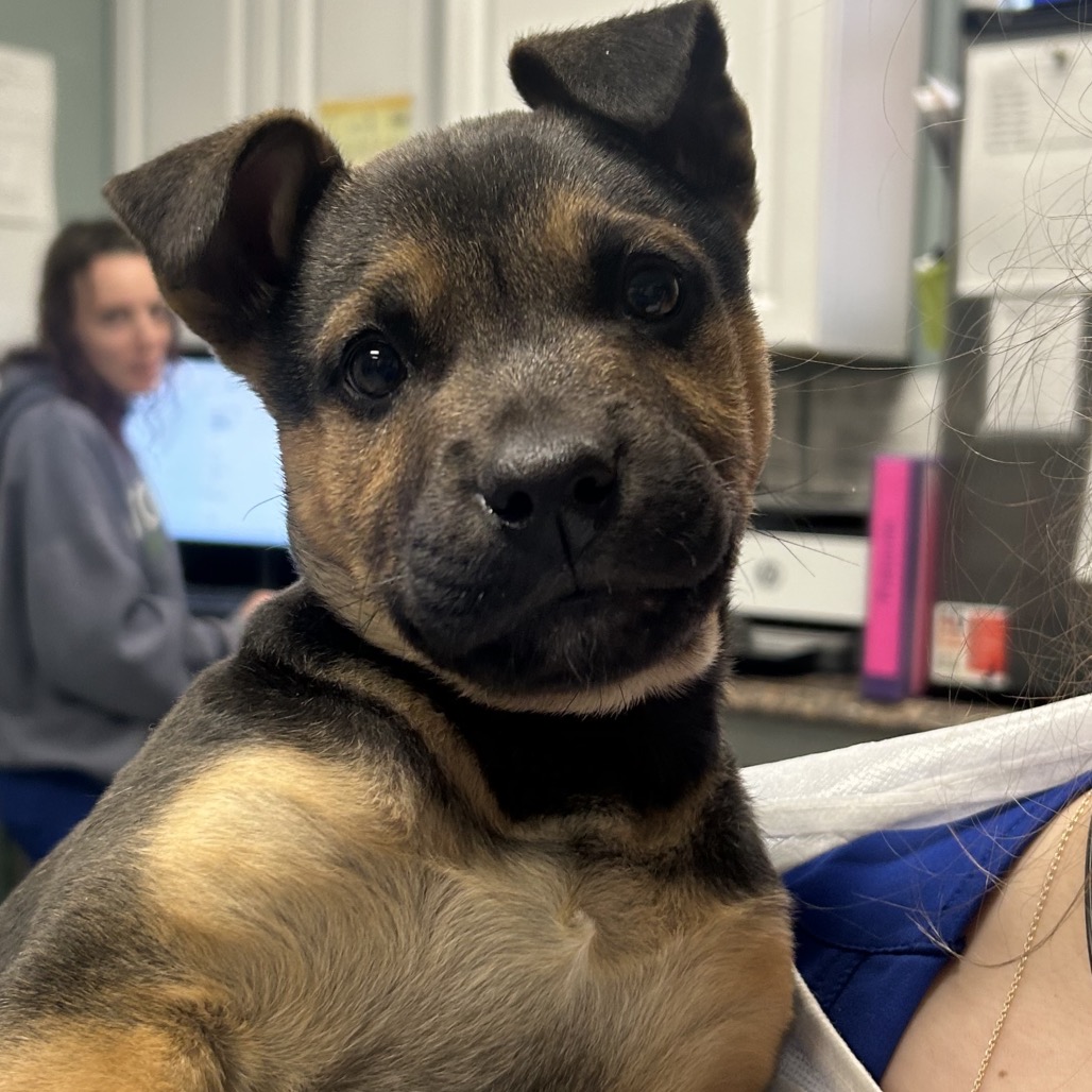 Little Timmy is available for adoption at Greenville County Animal Care
