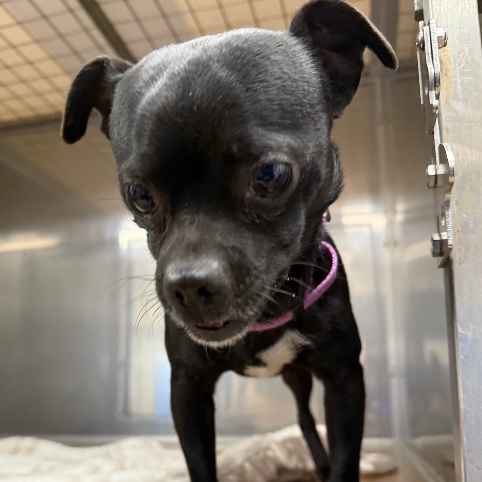 Meet Turnip, a Chihuahua Dog Available For Adoption | Lost Our Home