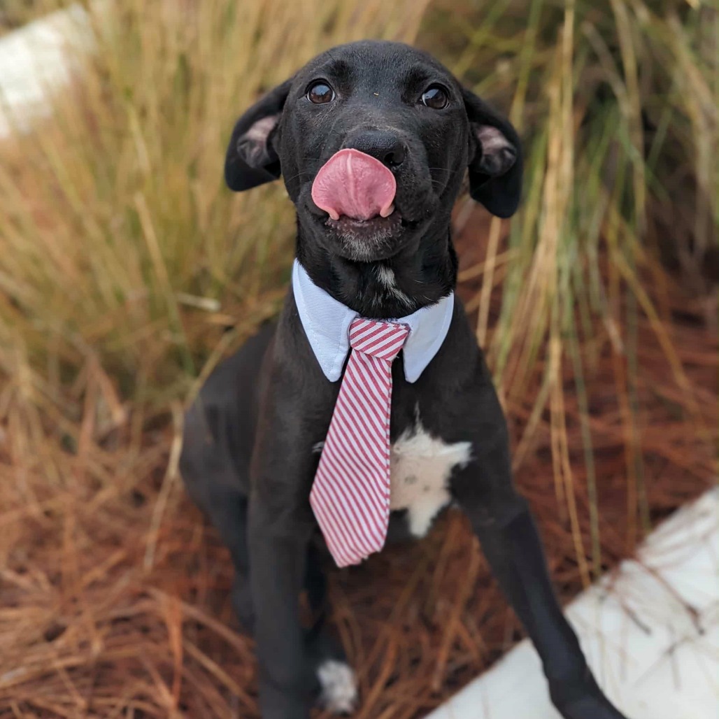 Mighty Mouse is available for adoption at Two by Two Animal Rescue