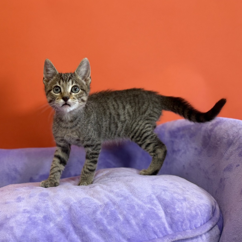 Zap is available for adoption at Athens Animal Services