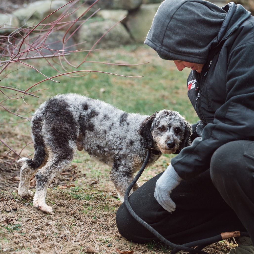 Stryker - Phoenix Animal Rescue