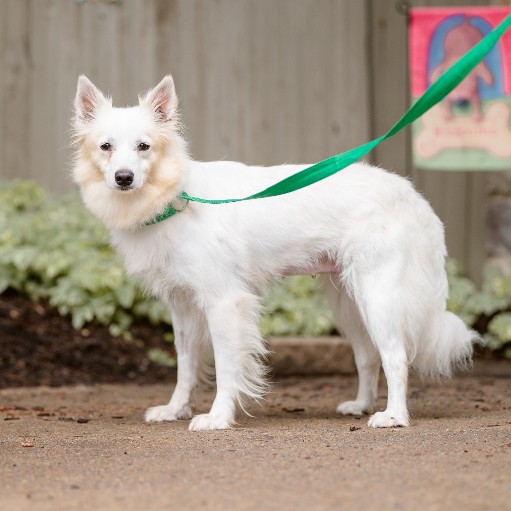 Sierra - Phoenix Animal Rescue