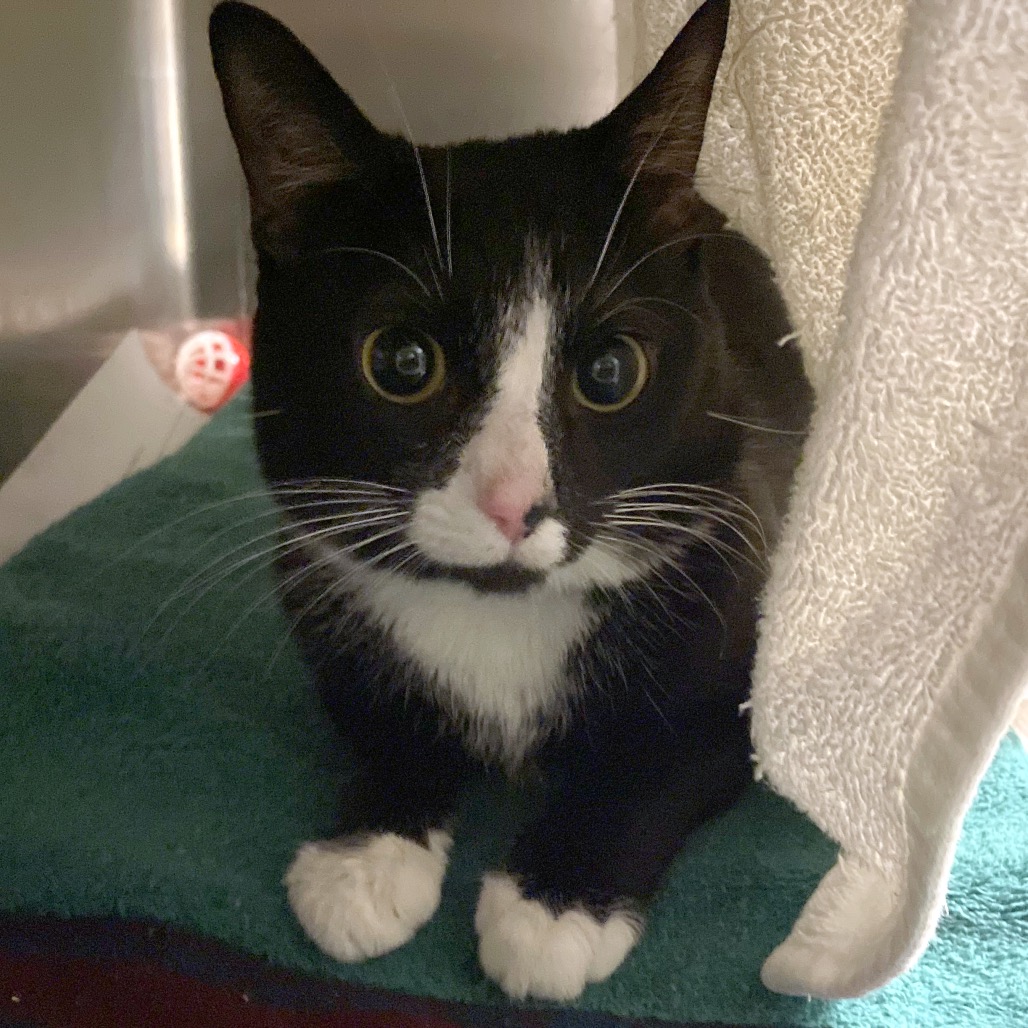 Larry King - Humane Animal Rescue