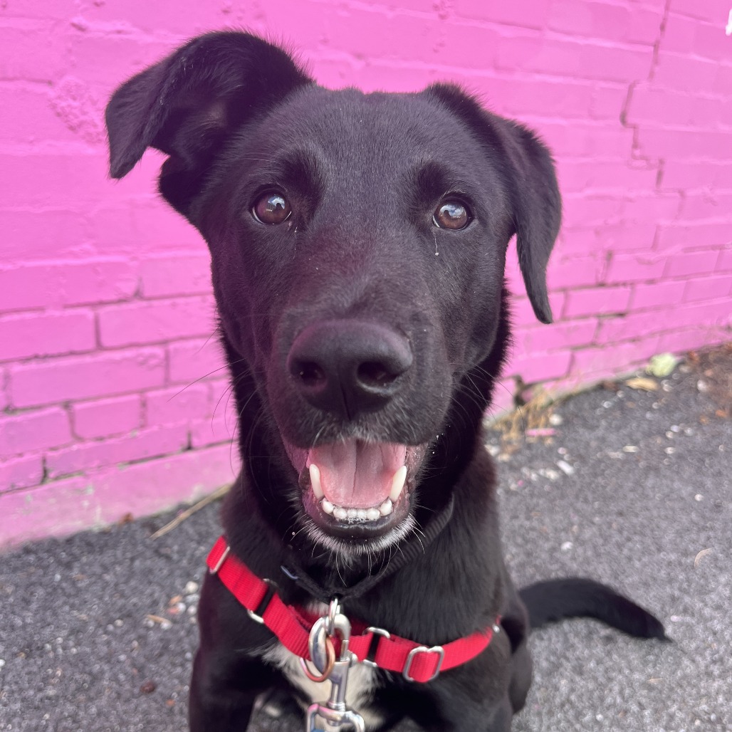 Dogs, Cats, and Critters for Adoption - One Tail at a Time