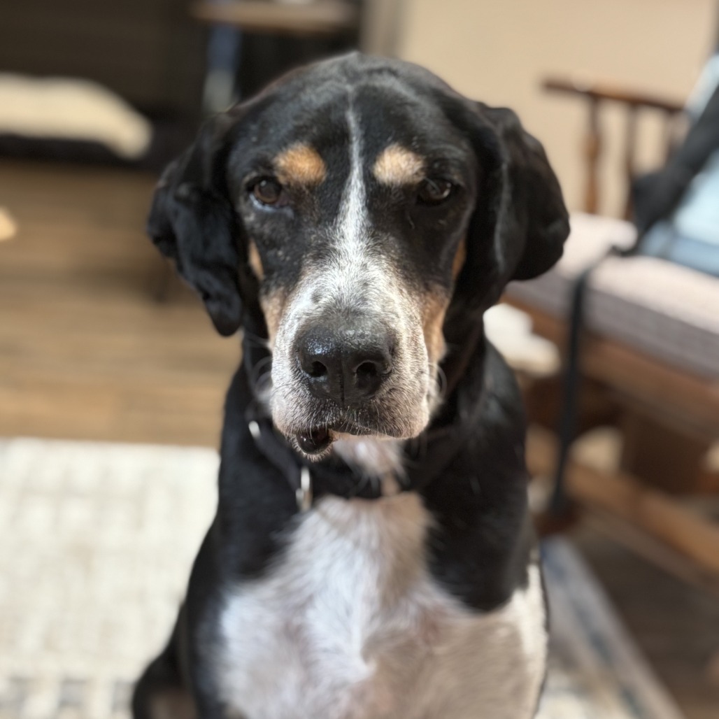 Harvey is available for adoption at Humane Society of North Central Florida