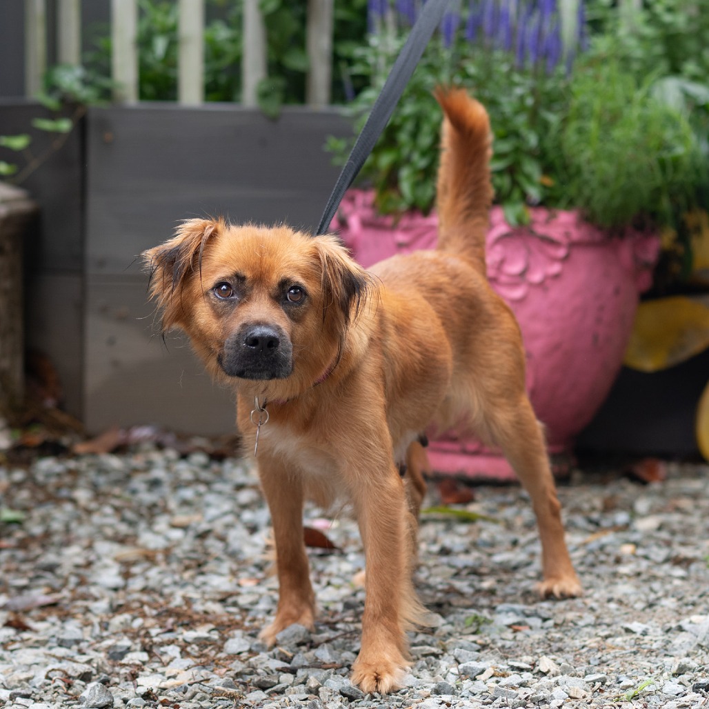 Shay is available for adoption at Saving Grace Animals for Adoption