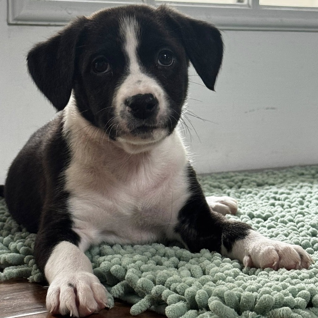 Baroness Bomburst is available for adoption at Renegade Paws Rescue
