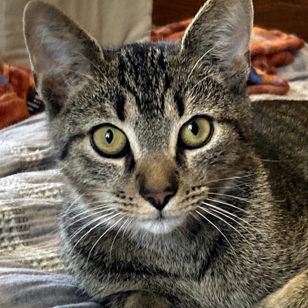 Iggy is available for adoption at SOS Pet Rescue
