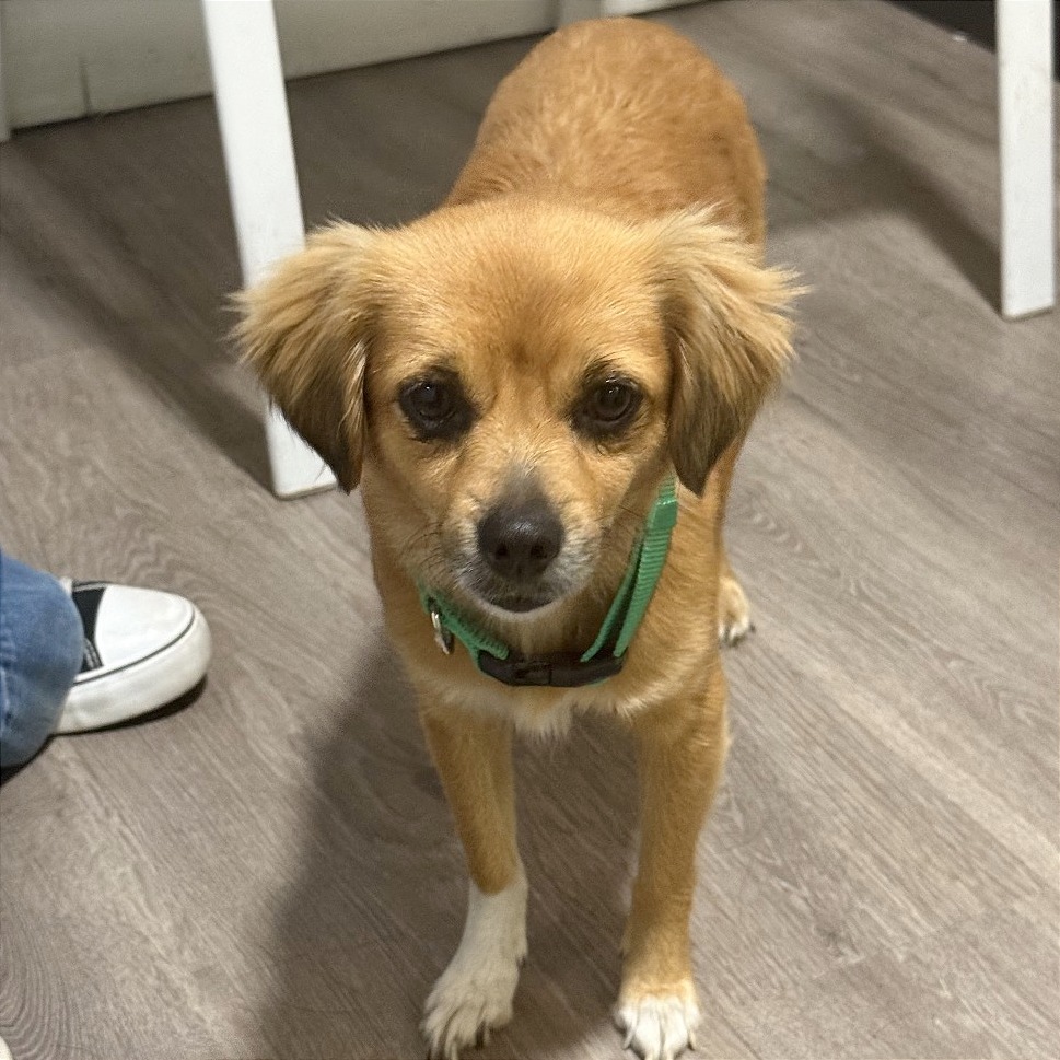 Nala is available for adoption at Mercy Full Project